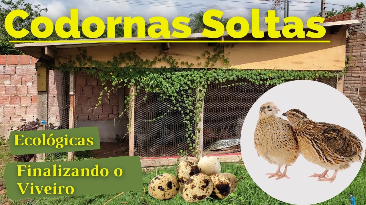 Criação de Codornas soltas, ecológicas, Livre de gaiolas. Finalizando o ...
