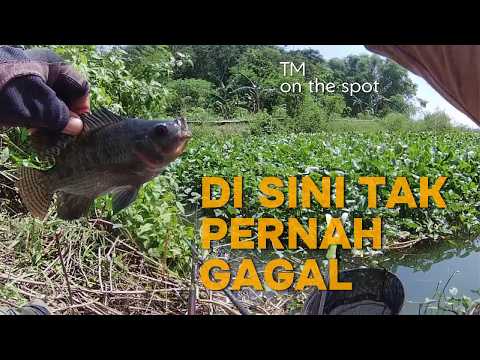 DI SPOT INI TAK PERNAH GAGAL, MANCING WADUK CENGKLIK