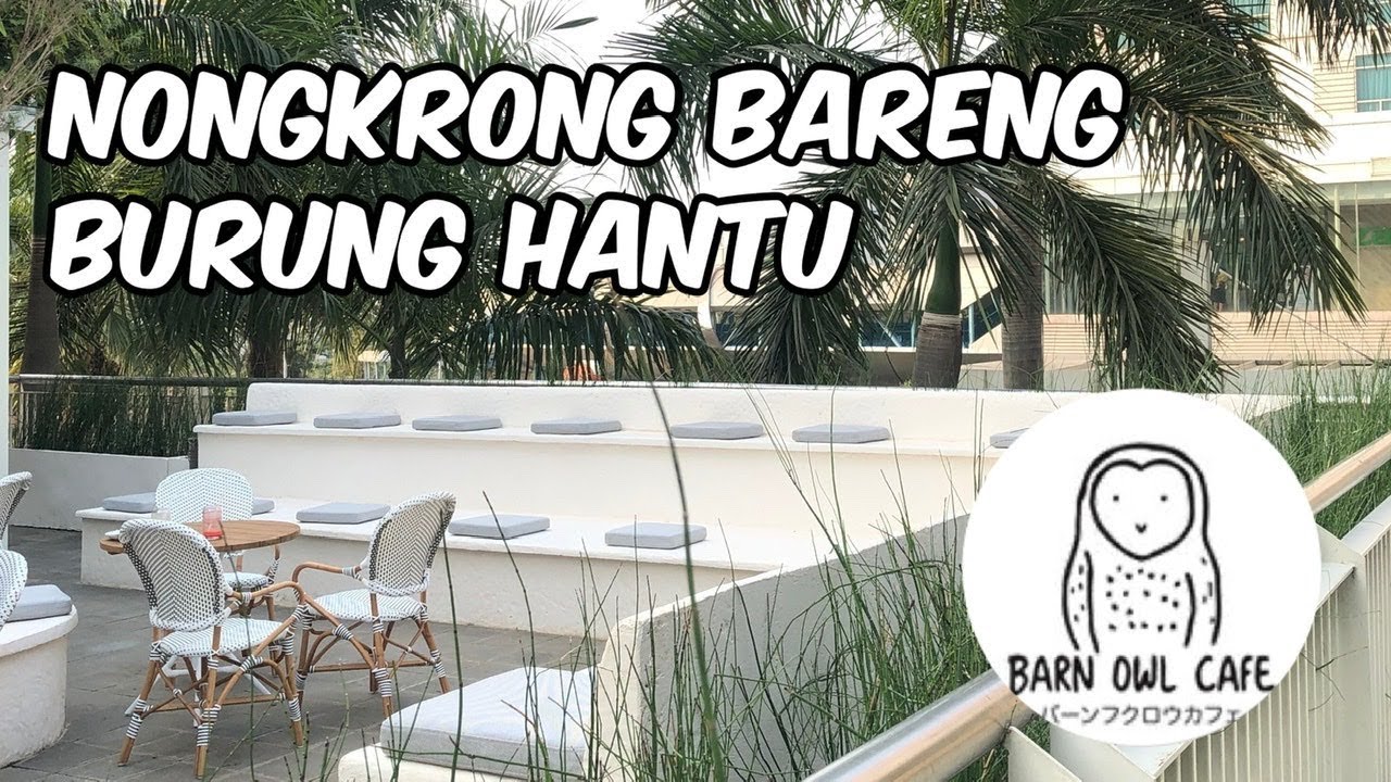 BARN OWL CAFE Bekasi, NONGKRONG BARENG BURUNG HANTU ! - YouTube