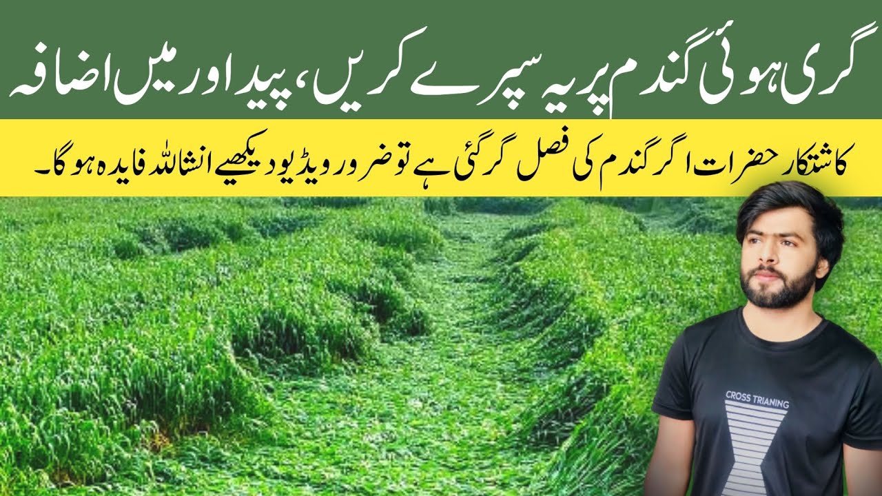 Wheat Crop Lodging | how to reduce grain yeild losses after wheat crop ...