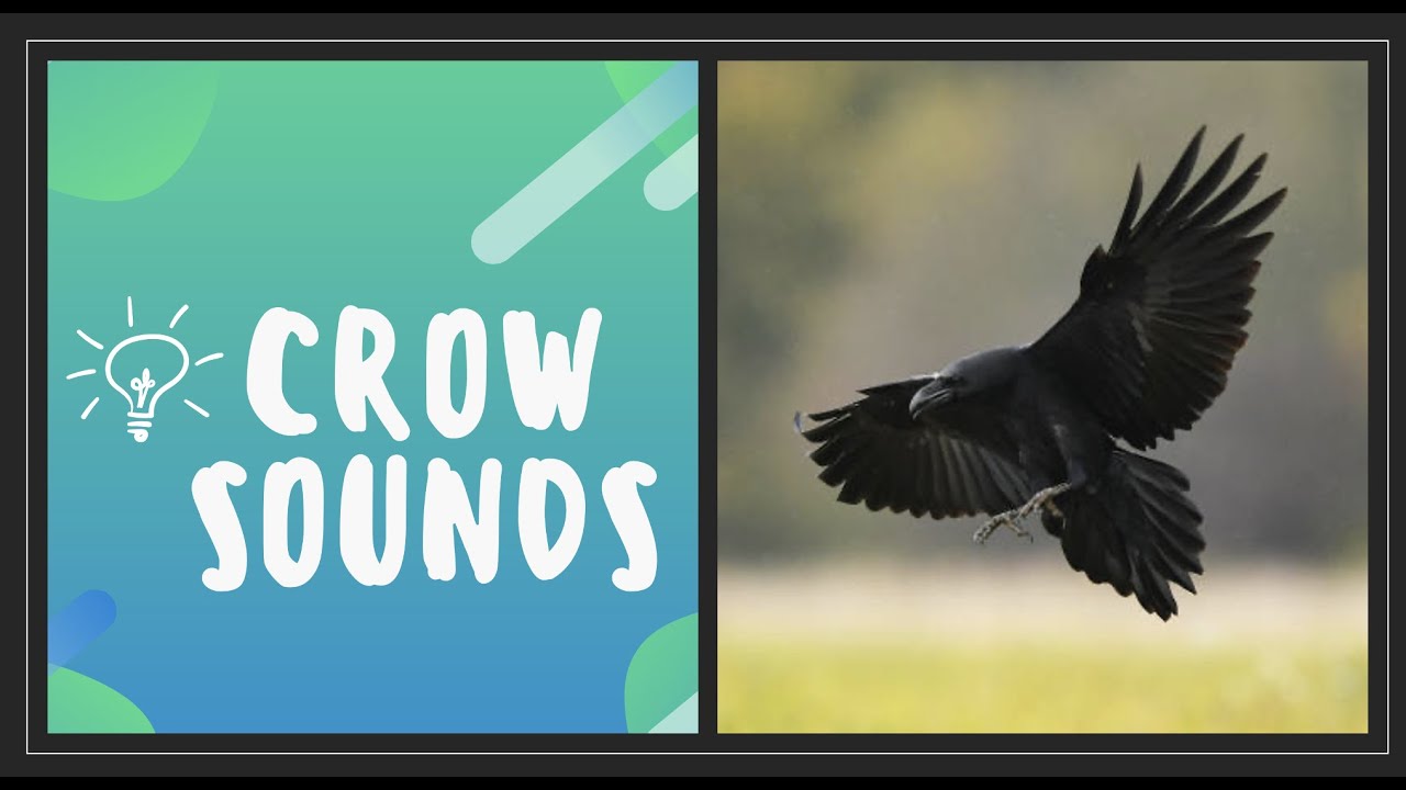 Crow Sounds and Pictures for Kids | Bird Sounds | Crow Voices - YouTube