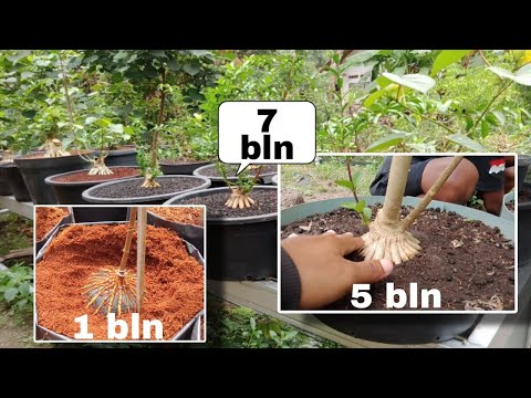 tutorial program akar sancang