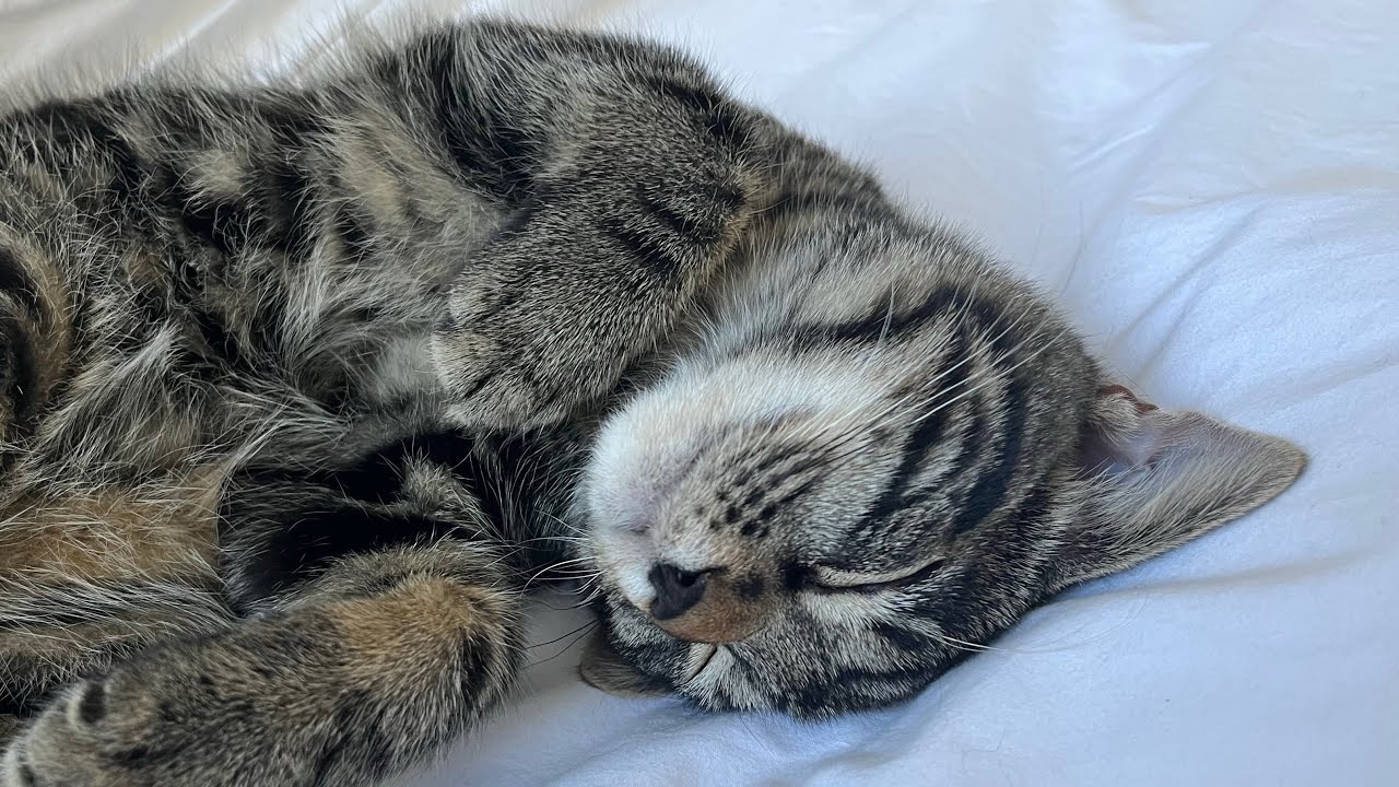 "The Sweetness of Slumber: Watch this Adorable Kitten Snooze" - YouTube