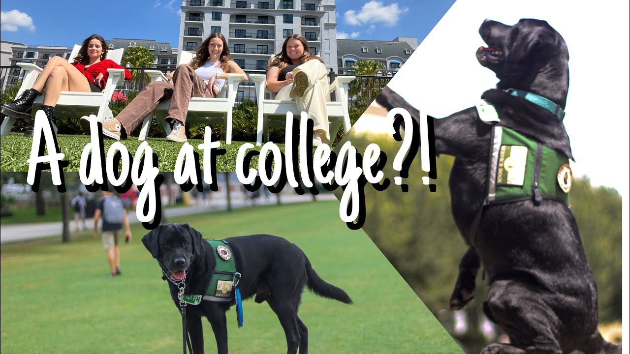 Day in the life | Service dog attends college - YouTube
