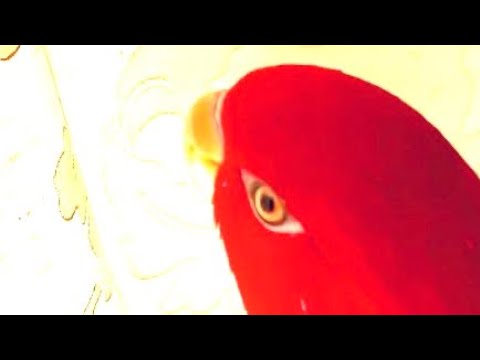 Red birb “bui bui bui.....Gumi-chan” - YouTube