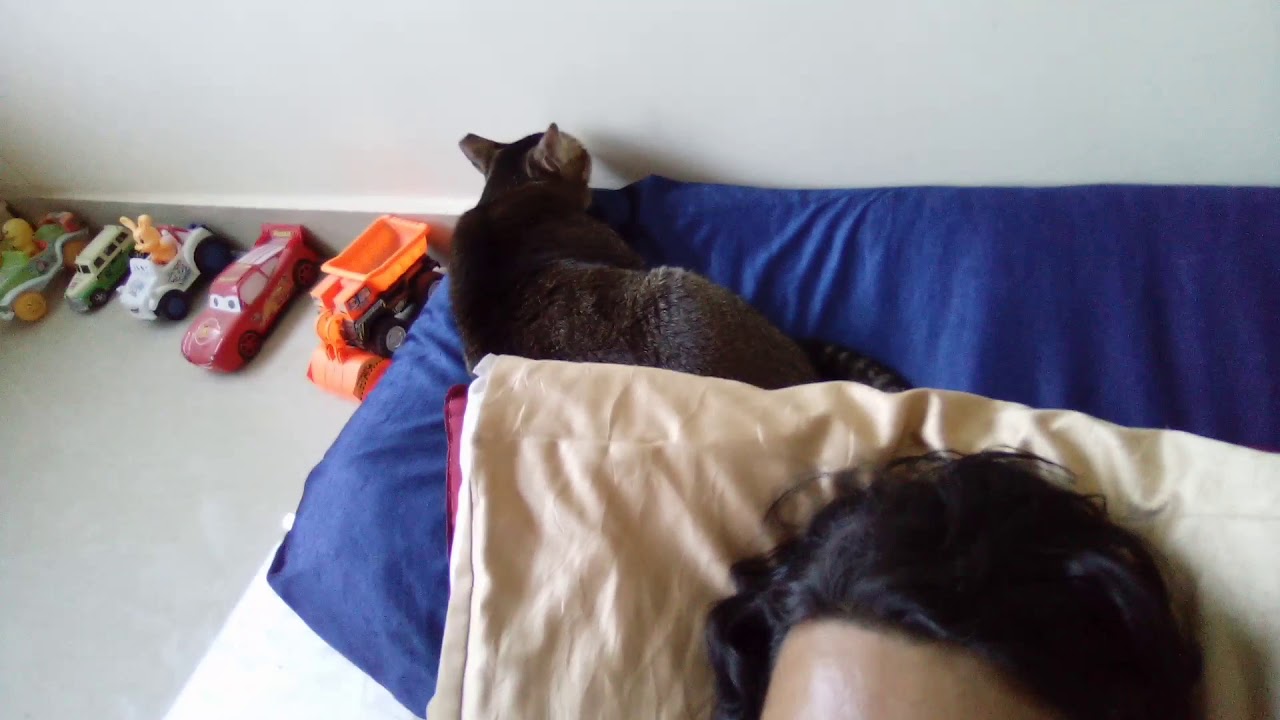 Cat and me - YouTube