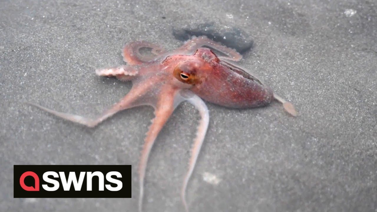 Beached Octopus