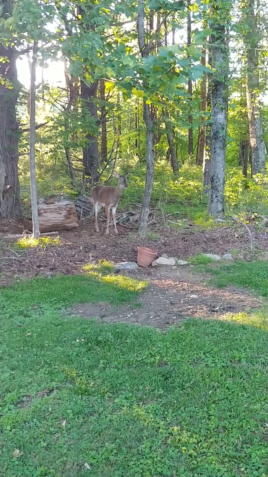 Shy doe deer finally comes to feed #shorts #whitetaildeer #animals # ...