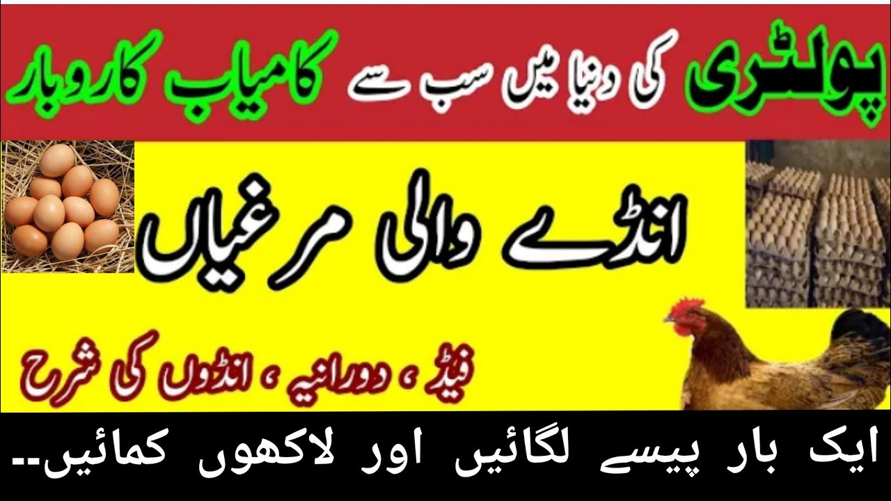 300 desi murgi farm in Pakistan||small desi murgi farm||golden misri ...