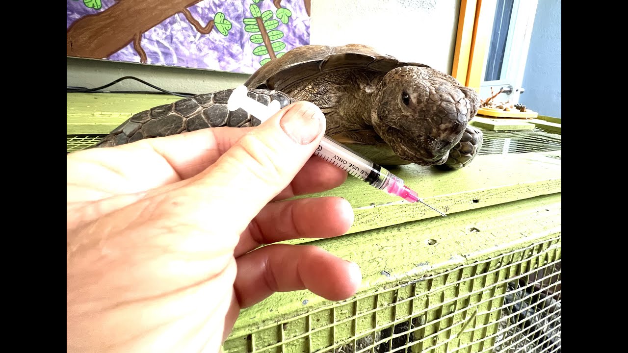 How to Treat Your Tortoise for a Respiratory Infection - YouTube