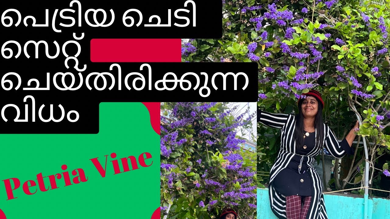 petria plant set ചെയ്തിരിക്കുന്ന വിധം / Sandpapervine plant setting ...