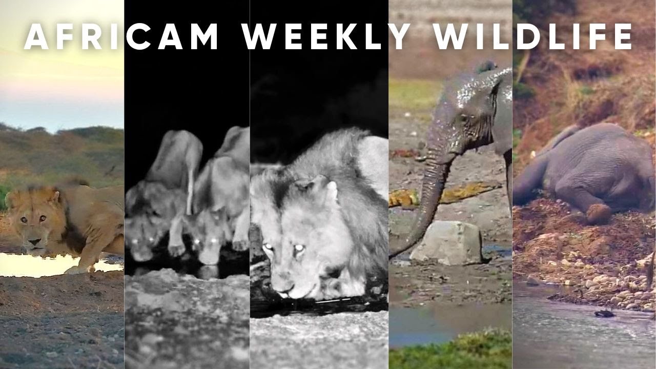 Wild Highlights From Africam - YouTube