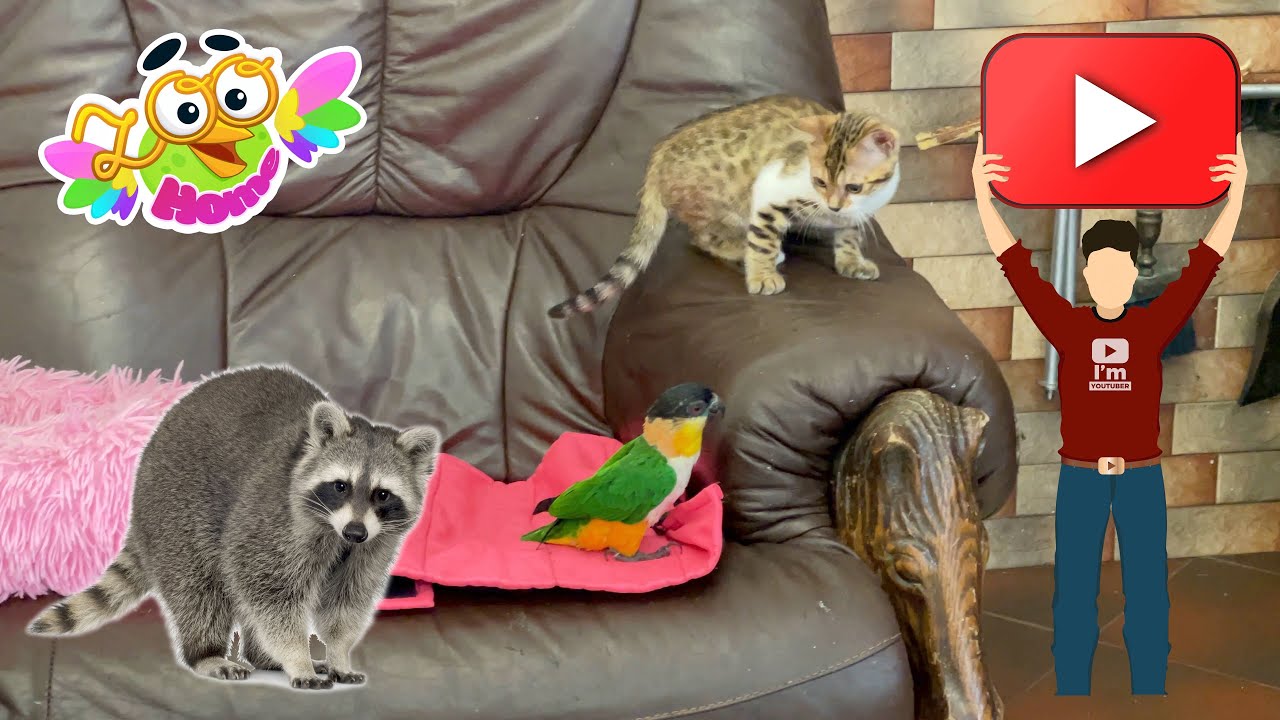 Parrot Elvis played with a kitten, and parrot Madonna came to his aid ...
