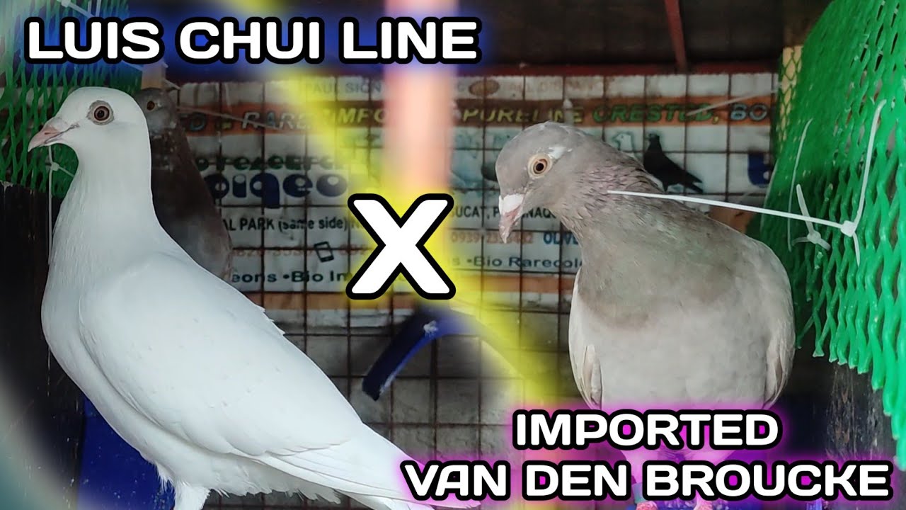 LUIS CHUI LINE X IMPORTED VAN DEN BROUCKE - YouTube
