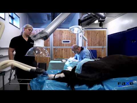 Evidensia Faxe Dyrehospitl Hesteafdeling