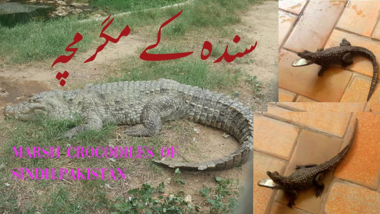 Marsh Crocodiles of Sindh, Pakistan.Pakistani Magarmash. - YouTube