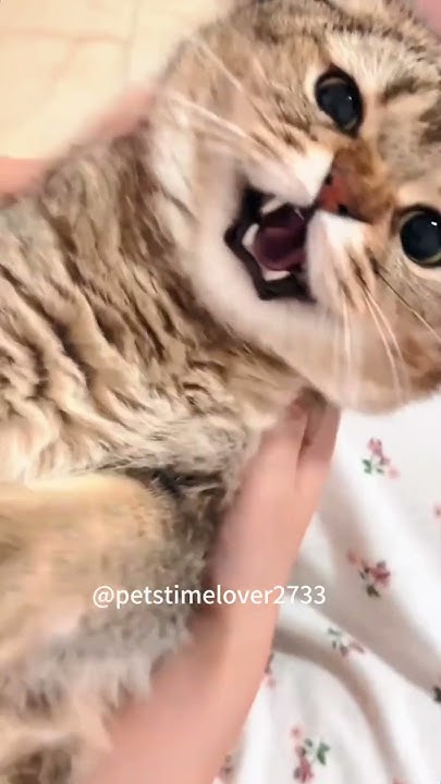 #funny #funnycats #cats #cat #funypets #funnypets #pets #funnucats #funnycat #catlover - YouTube