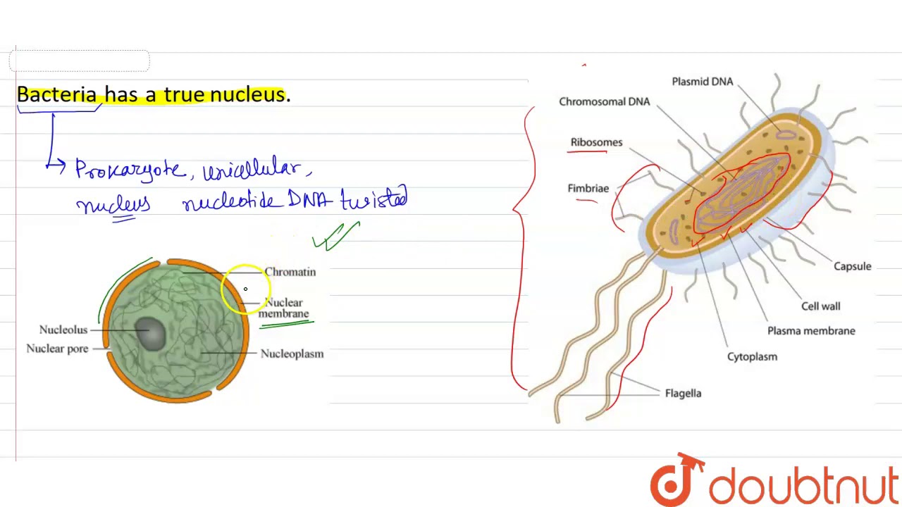 Bacts cell has a true nucleus. - YouTube