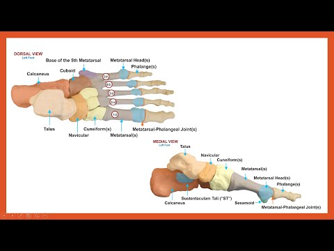 ossa pedis (ayak kemiklerimiz)