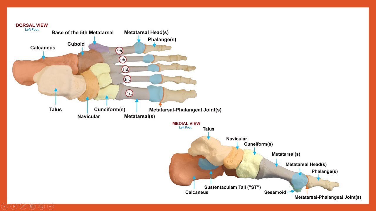 ossa pedis (ayak kemiklerimiz) - YouTube