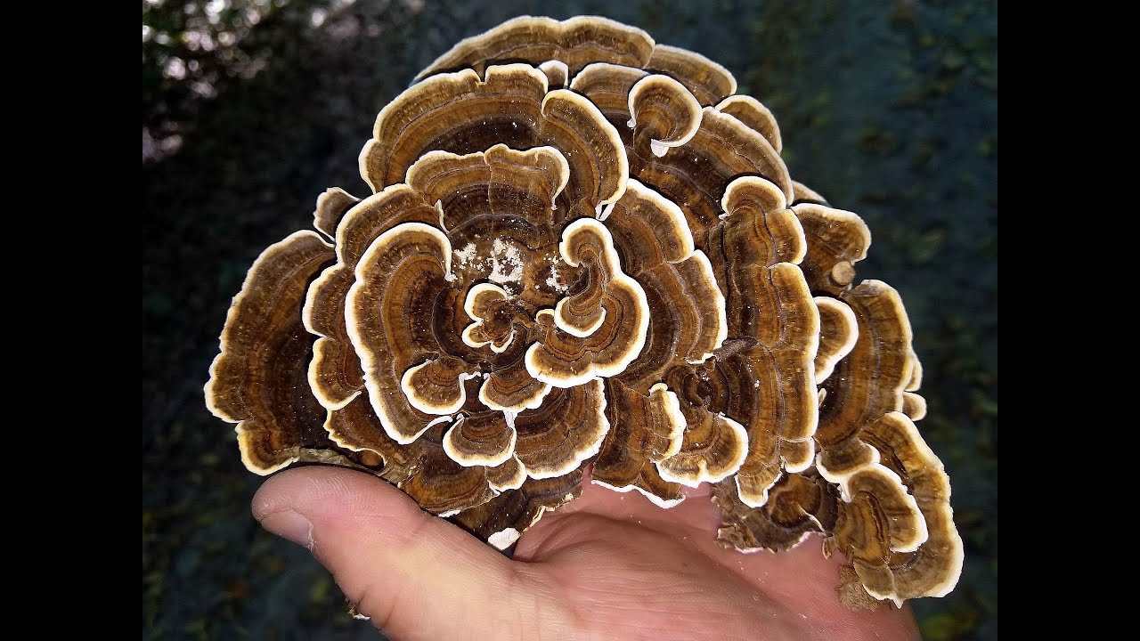 Coada de curcan, minunata si medicinala, Trametes versicolor... - YouTube