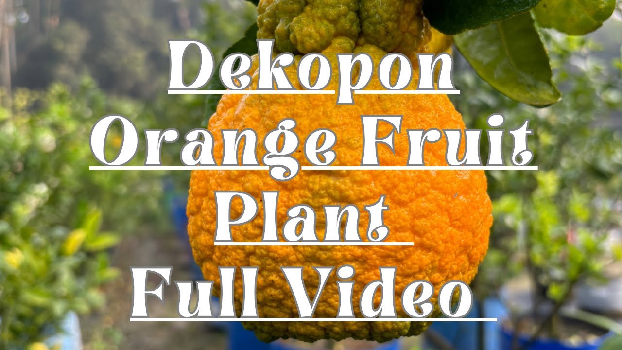 Dekopon orange fruit plants (newnessplant) Real Dekopon Orange Fruit ...