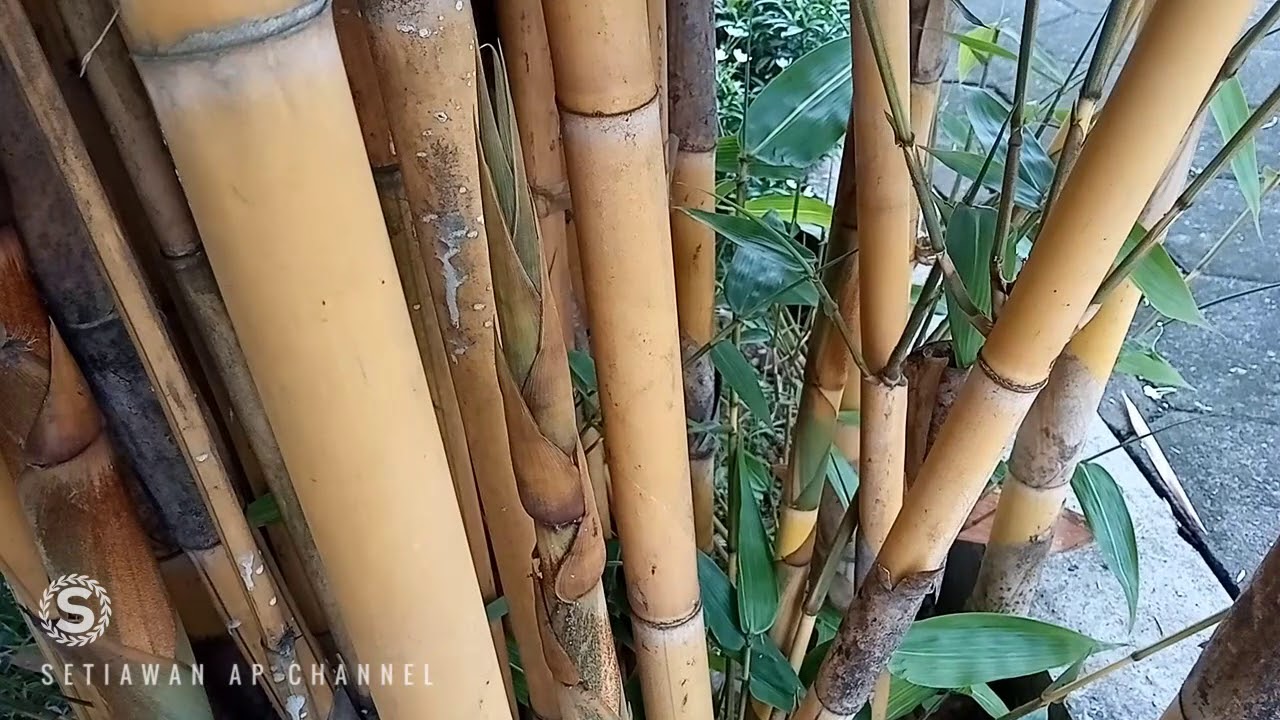 Bambu Kuning Hias Bisa Dibuat Rebung Dan Pohon Mahoni Yang Bermanfaat ...
