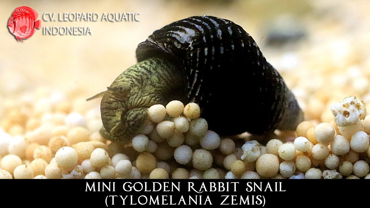 Tylomelania zemis. The MINI GOLDEN RABBIT SNAIL! (Leopard Aquatic W033A ...