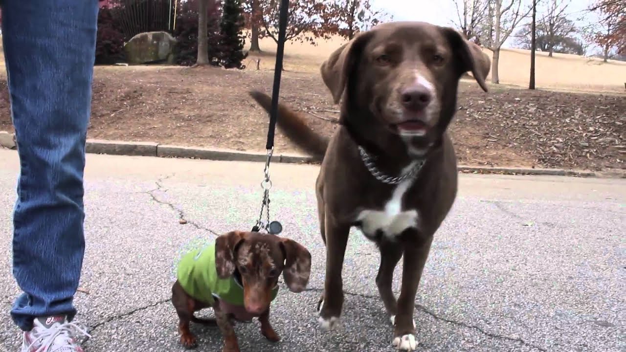 Long Dogs - YouTube