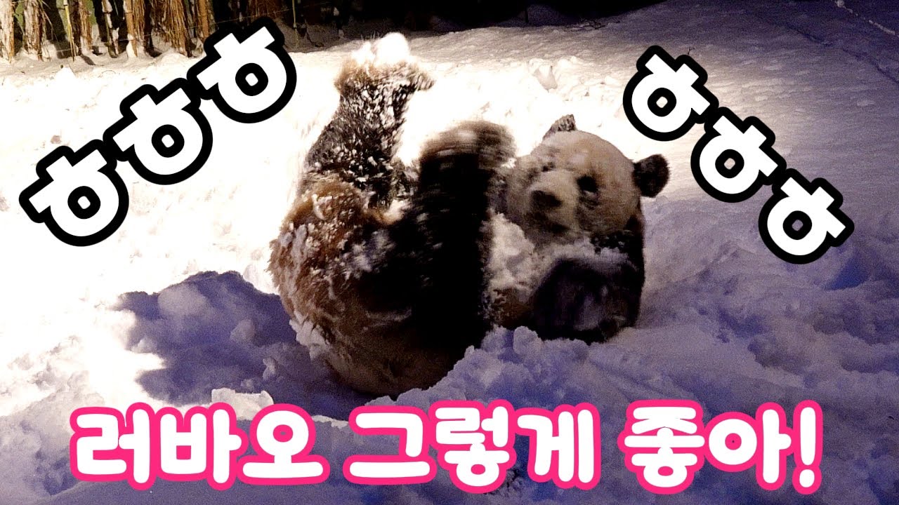 러바오 최고의 날 러바오 특집 2부🐼우리의 영원한 아기 판다 러브지의 너무 귀엽고 행복한 순간들🧸폭설 내리던 날 100분 동안 야간 촬영☃️ Youtube