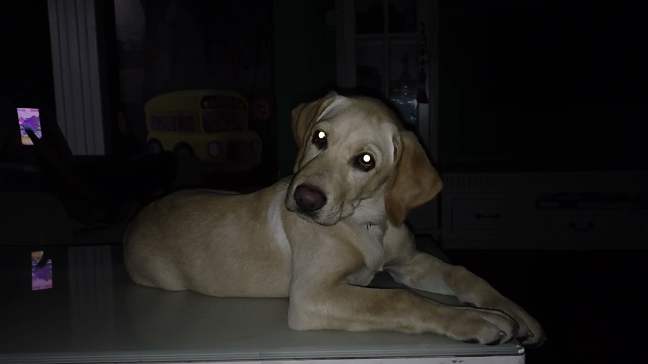 Scary Aggressive Rottweiler & Labrador Dog Shows Paranormal Activities# ...