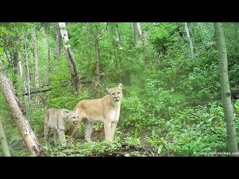 Male mountain lion crosses paths with kittens (7/25/19)