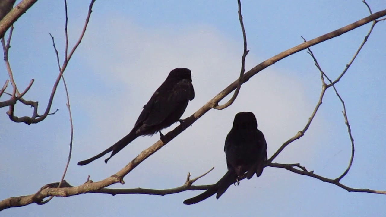 AMAR SHONAR BANGLA - Finga Pakhi / FINGE PAKHI -- BLACK DRONGO - YouTube