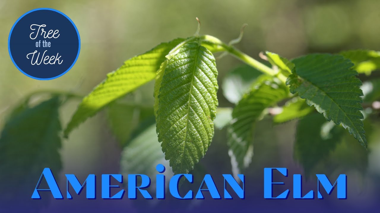 Tree of the Week: American Elm - YouTube