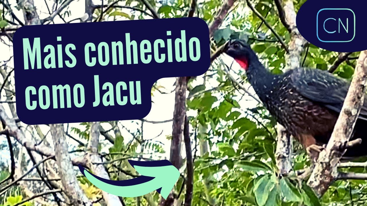Jacu a ave que chega a 85cm de comp. #natureza #amazonia #animais #aves ...