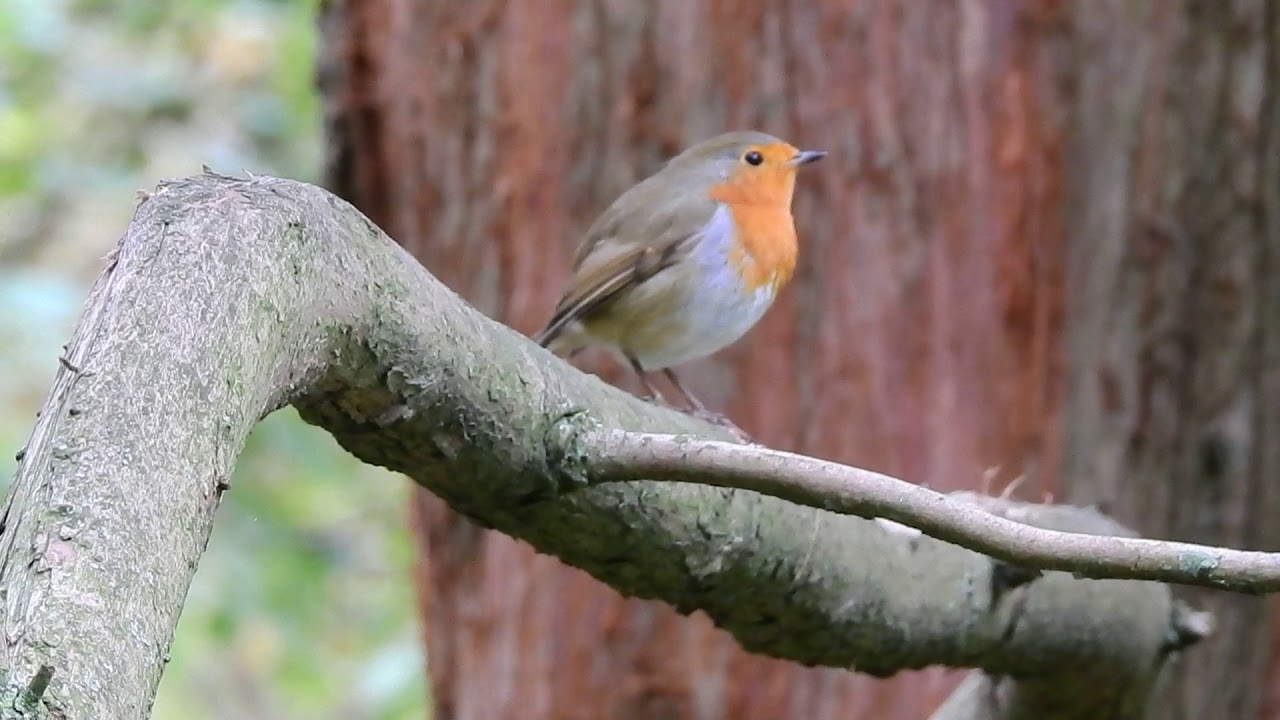 Robin's warning call - YouTube