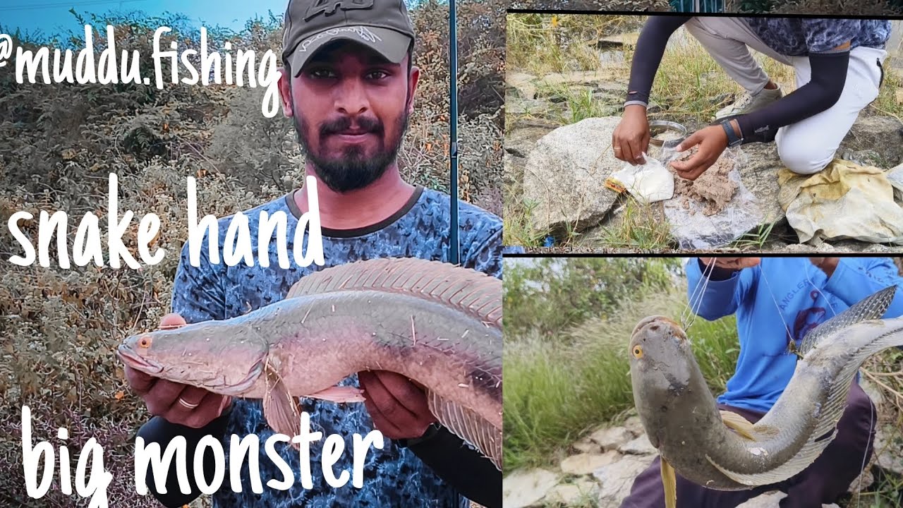 big snake hand fishing watch full video#fishing #fish #snakehead #snake ...