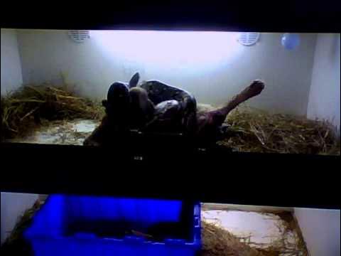 Reticulated Python vs. Rabbit strike and constrict Swords and Dreams ...