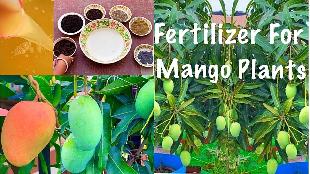 Fertilizers For Mango Plants / Make Maximum Amount Of Production Out Of ...