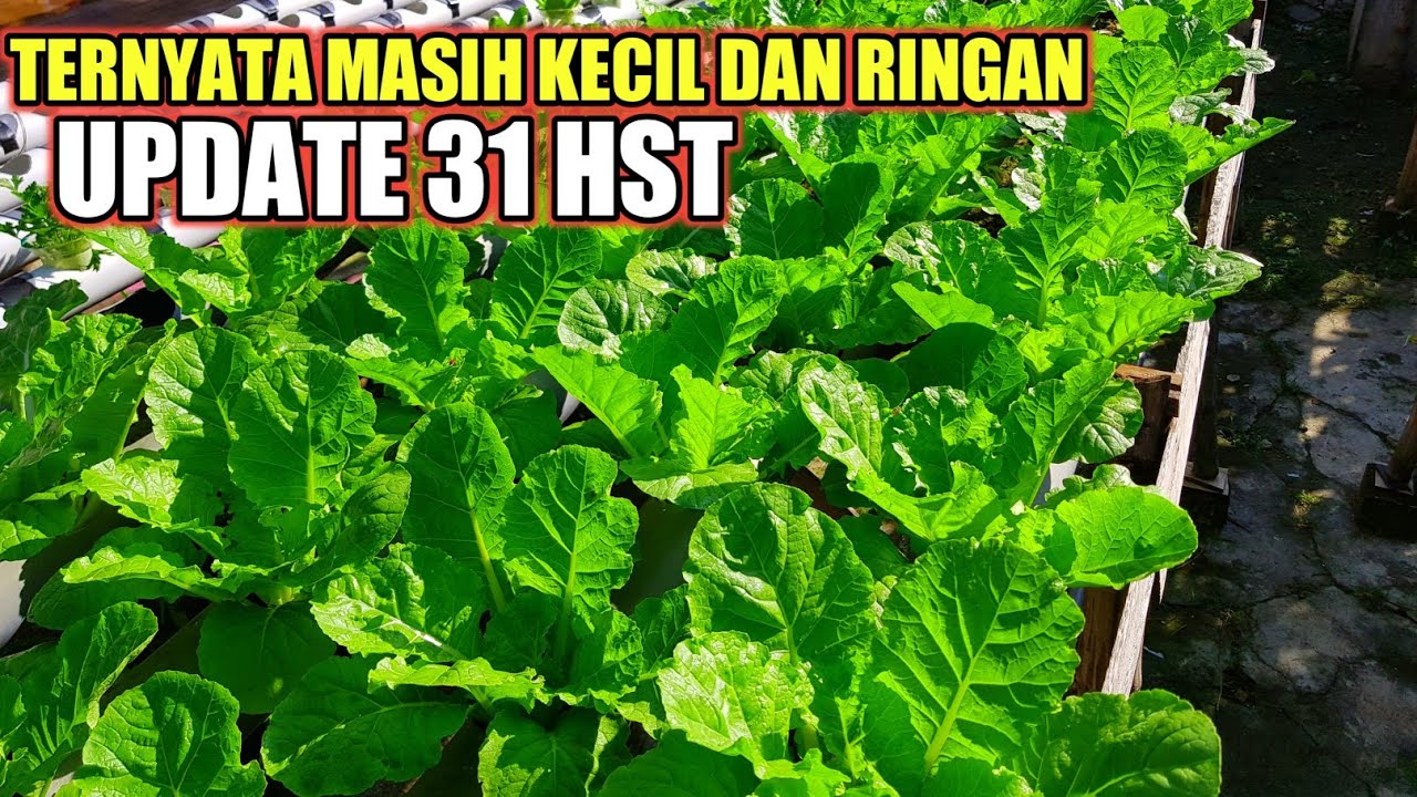 Update Sawi Samhong King HIDROPONIK 31 HST. - YouTube