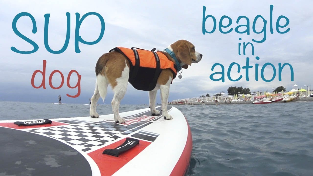 SUP surfing with the dog -puddling with beagle- - YouTube