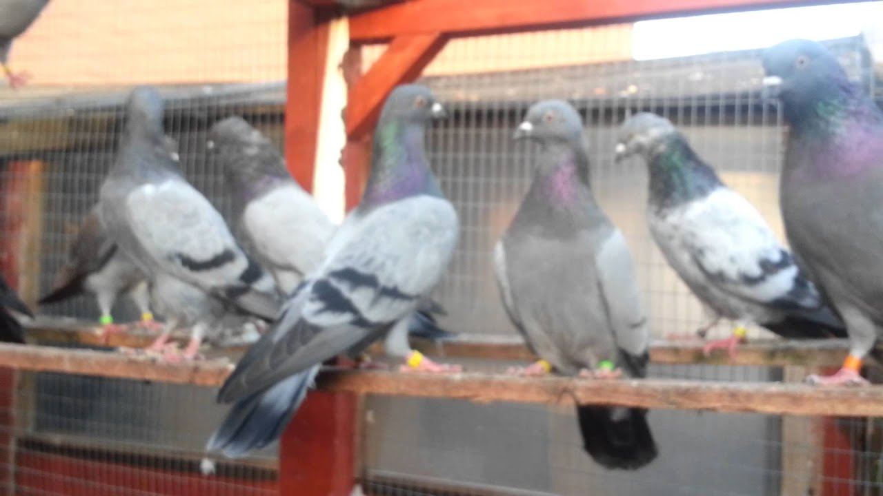 My English tippler in the UK - YouTube