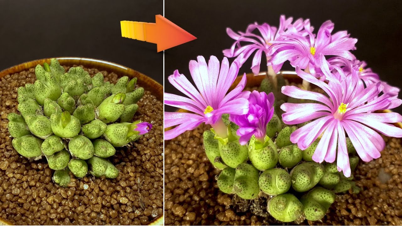 Conophytum flowering - Time Lapse - YouTube