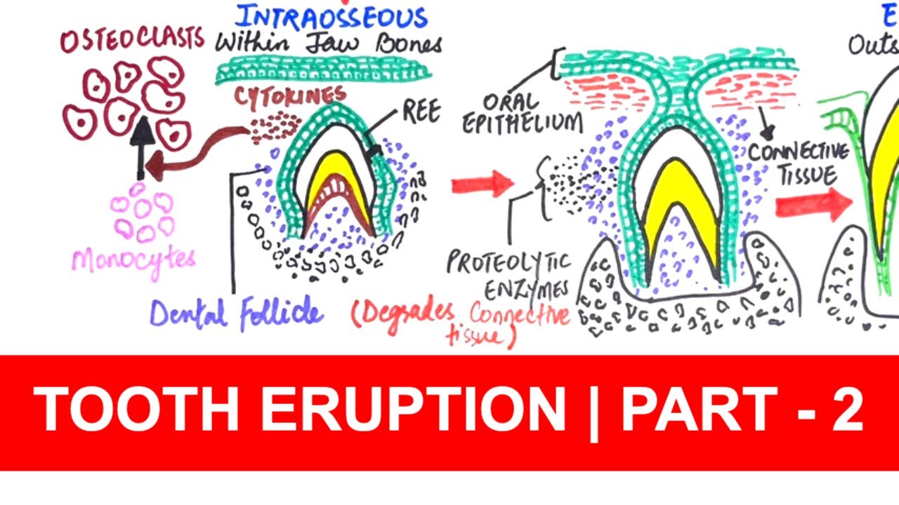 Tooth Eruption | Pre-Eruptive, Eruptive & Post-Eruptive movements ...