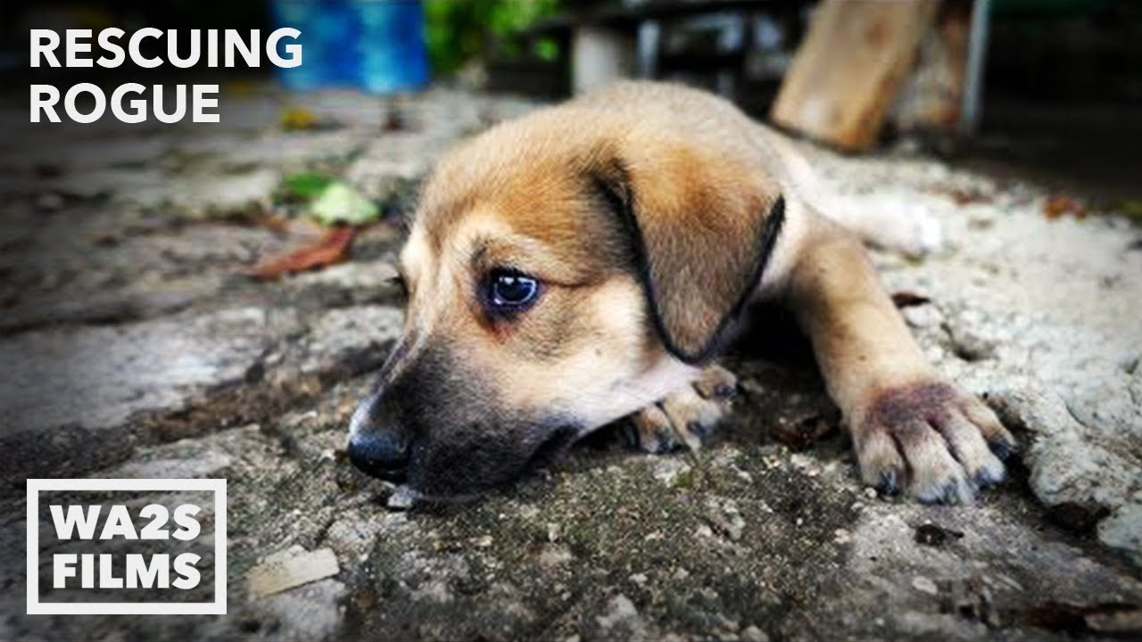 Puppy Abandoned to Die in Empty Home Is Rescued! Rescuing Rogue - Hope ...