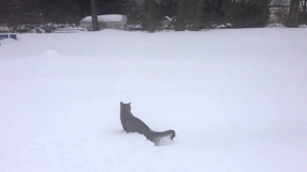Kitty toss 2 - YouTube
