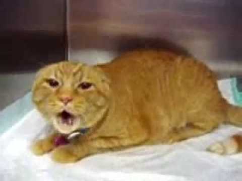 Burger The Cat - YouTube