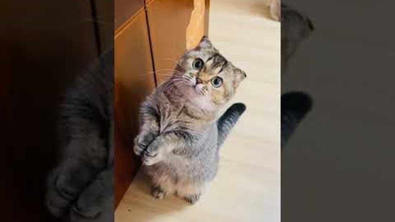 Cute Kitty Cat Begs for Treat || ViralHog - YouTube