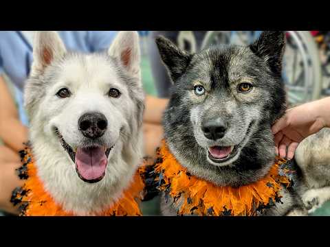 The Dogs Prepare for Our First Pet Expo Without Memphis