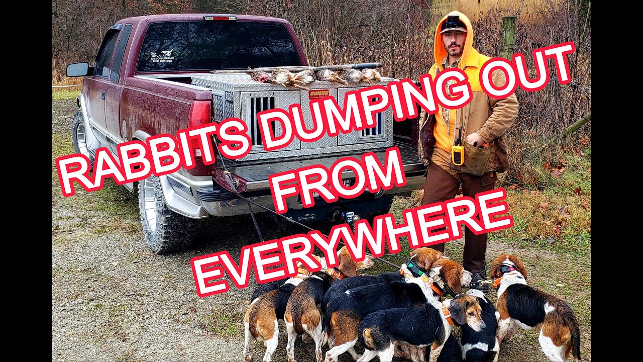 (So many Rabbits - Limits in 2 hours) Rabbit Hunting with beagles on ...